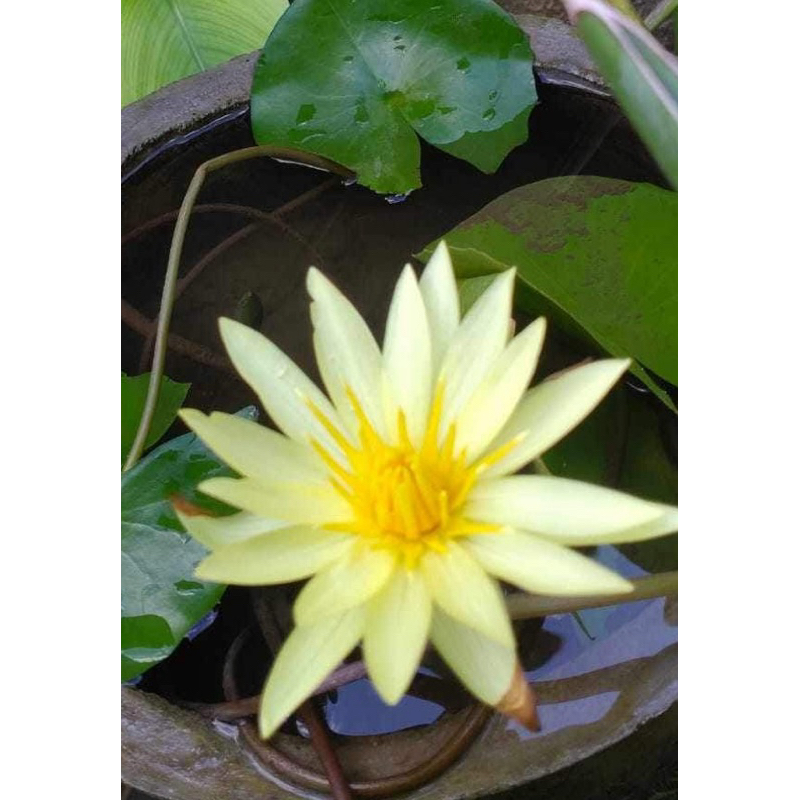 Jual Bunga Tunjung Kuning | Shopee Indonesia