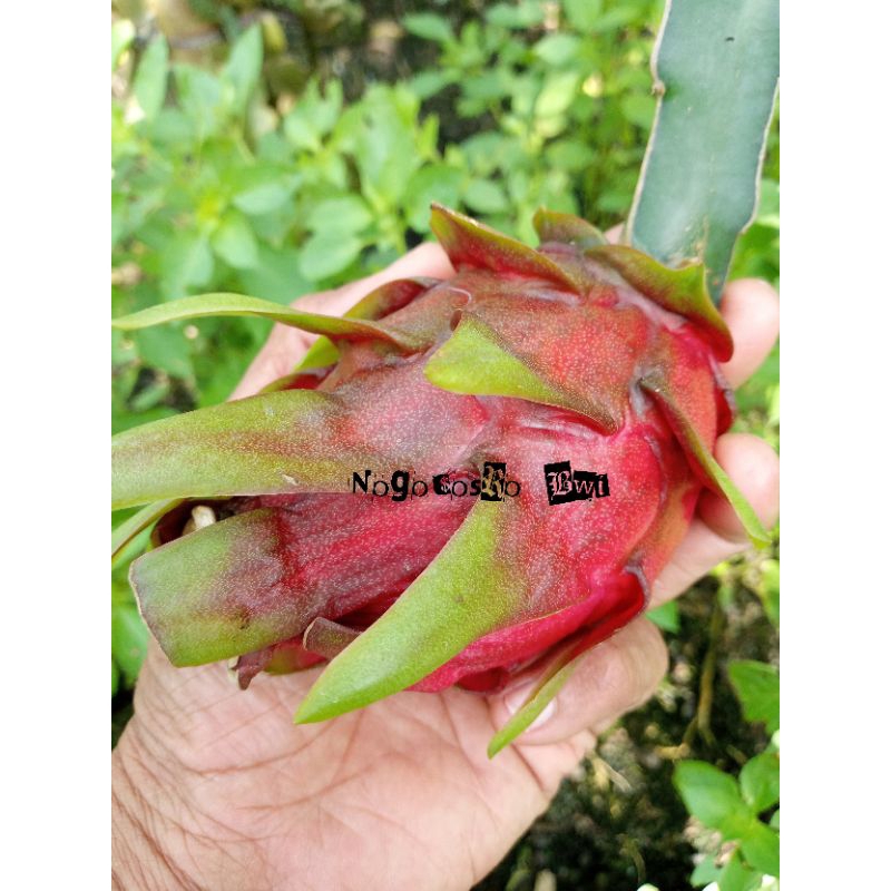Jual Bibit buah naga Pink Dark/Purple haze(beli 5 gratis 1) | Shopee ...