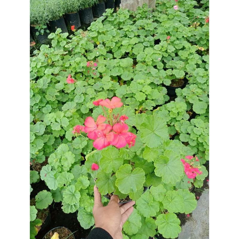 Jual Tanaman hias bunga cantik Geranium tersedia 3 warna | Shopee Indonesia