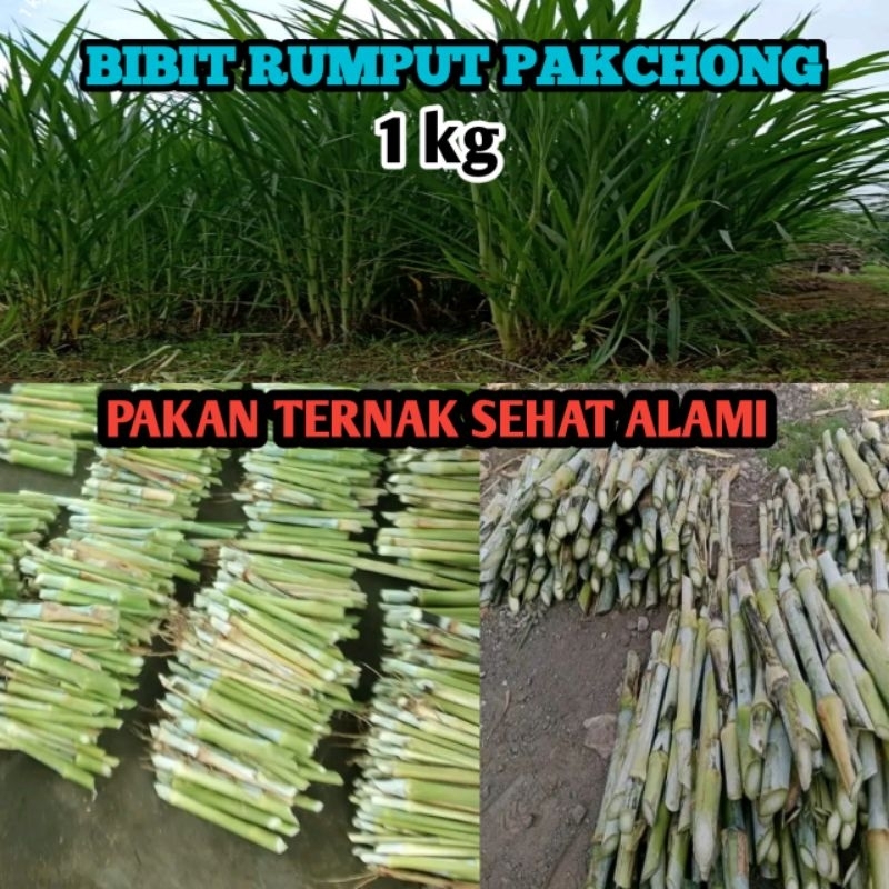 Jual BIBIT RUMPUT PAKCONG/PAKCHONG SUPER 1KG (PAKAN TERNAK) | Shopee ...