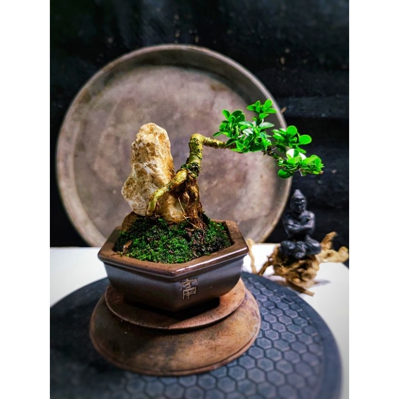 Jual Bonsai Mini Bonsai Mame Bonsai Sancang On the Rock Bonsai di atas ...