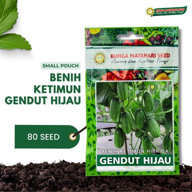 Jual MATAHARI SEED - Benih Ketimun F1 Hibrida (Ketimun Gendut Hijau ...