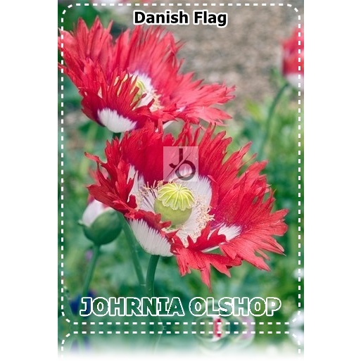 Jual Johrnia 3 Benih Biji Bunga POPPY Danish Flag | Shopee Indonesia