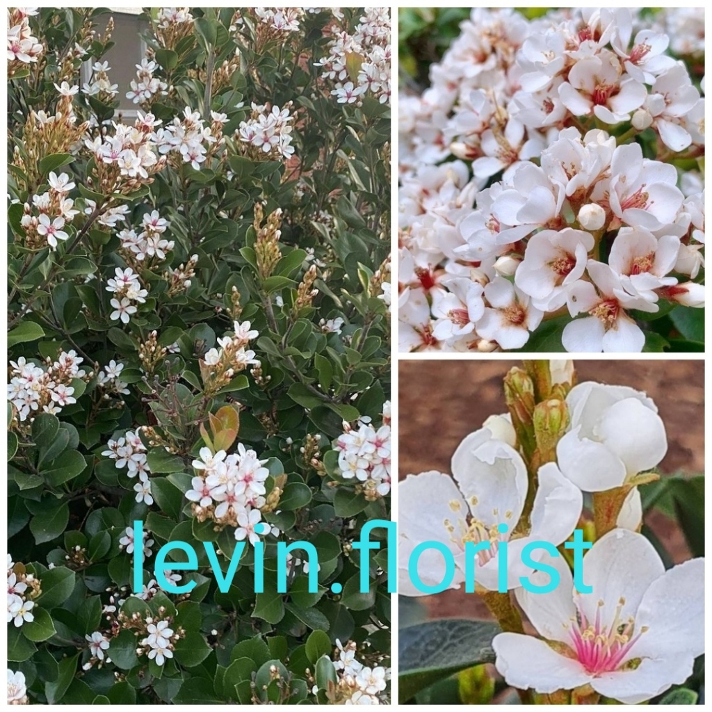 Jual Raphiolepis indica / raphiolepsis Indian hawthorn /bibit tanaman ...