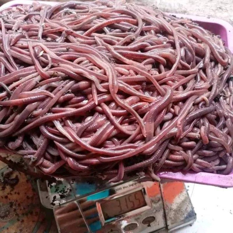 Jual Cacing Merah 500 Gram Premium/Luar pulau Bergaransi | Shopee Indonesia