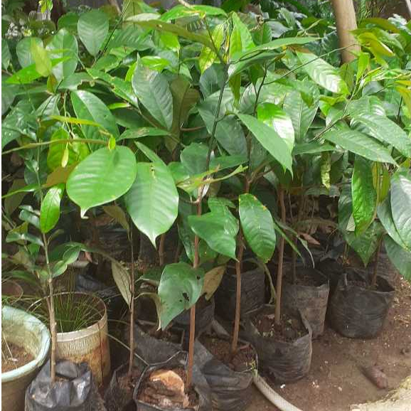 Jual bibit pohon pala berkualitas siap tanamdengan harga murah | Shopee ...