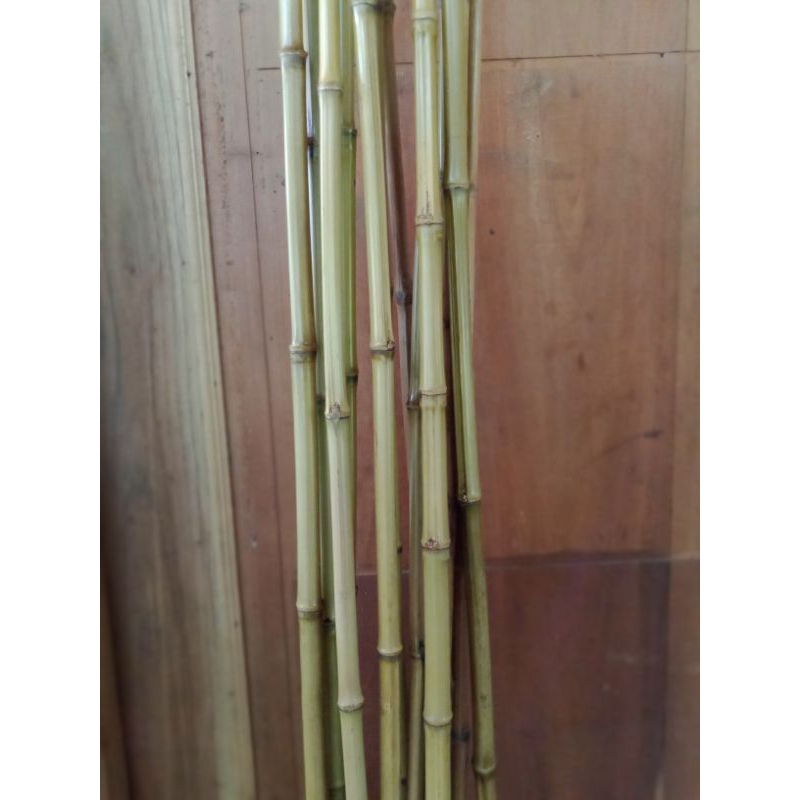 Jual Bambu cendani lurus diameter 2cm(stick rayung) | Shopee Indonesia