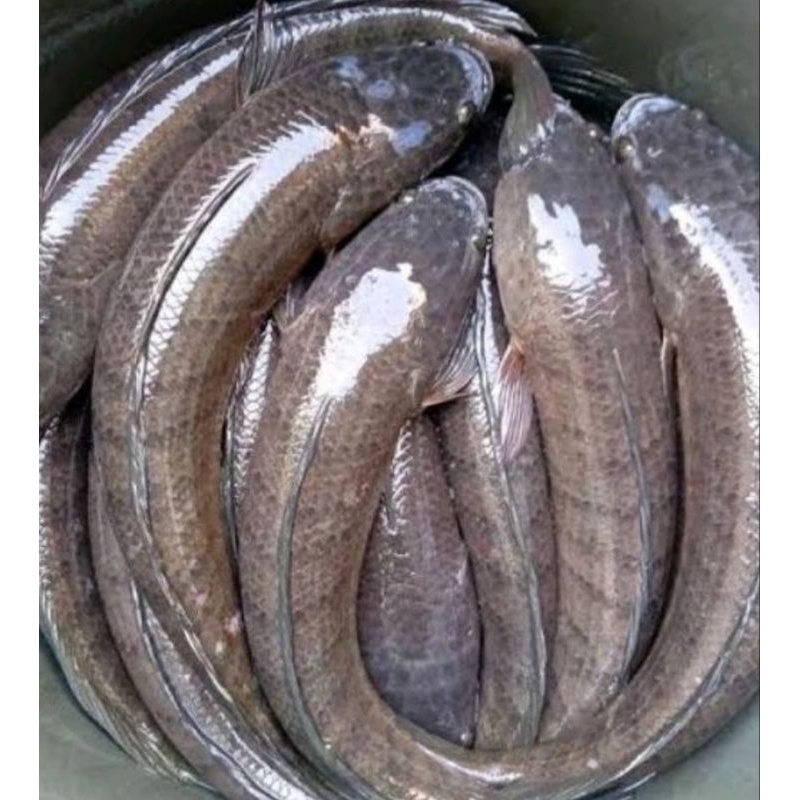 Jual ikan gabus fresh 1kg | Shopee Indonesia