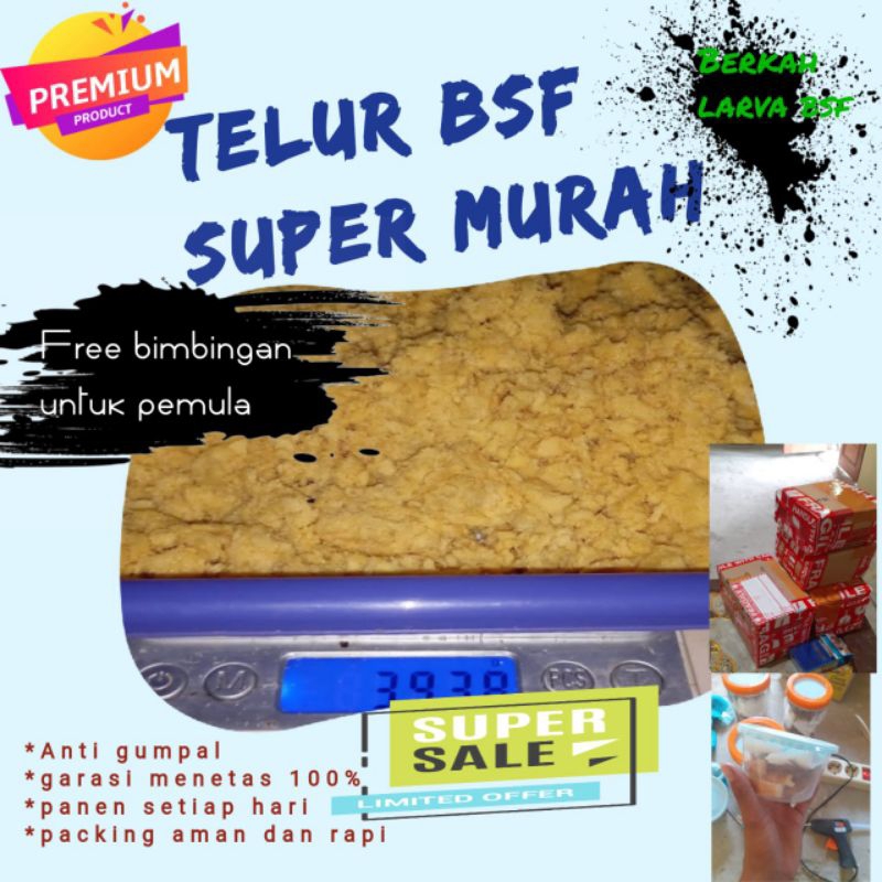 Jual Telur Maggot bsf paket 20gr+bonus 2gr | Shopee Indonesia