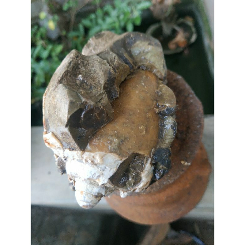 Jual batu posil asli alam ukuran besar | Shopee Indonesia