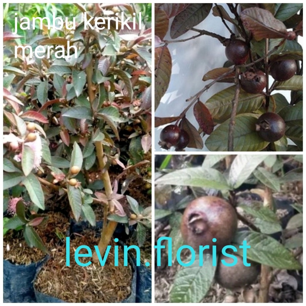 Jual Jambu kerikil merah berbunga atau berbuah / jambu mini bibit ...