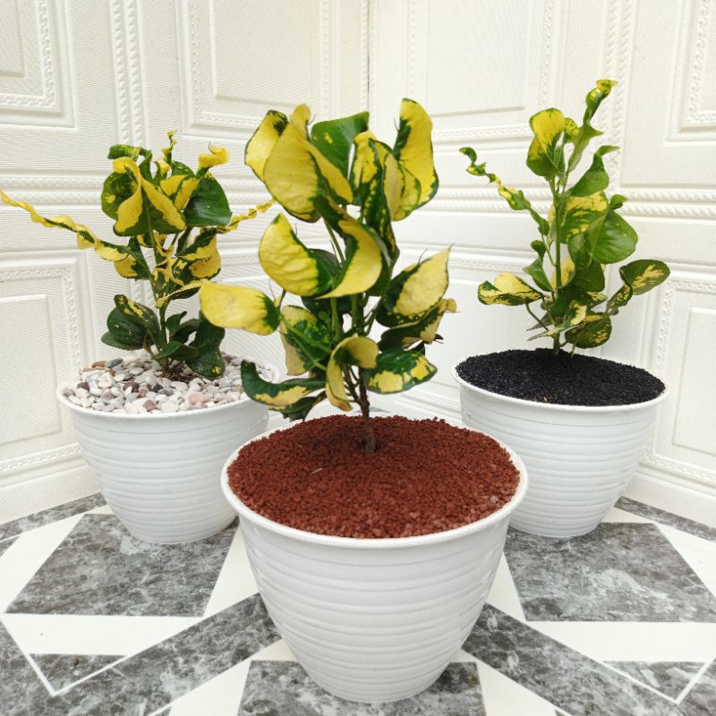 Jual Tanaman Hias Puring Apel Kuning (paket lengkap) | Shopee Indonesia