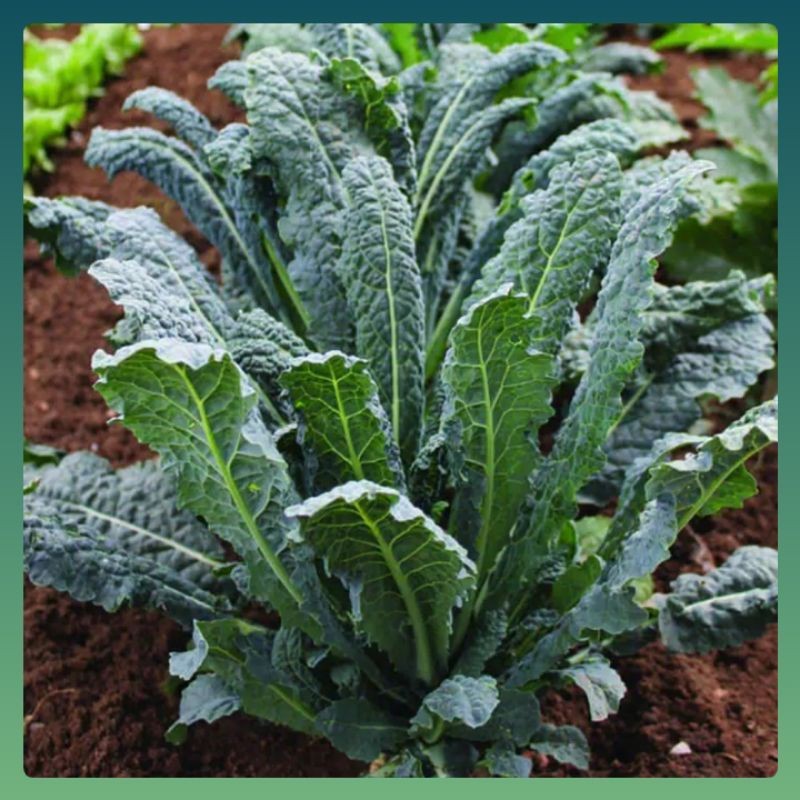 Jual 20 Benih Sayuran Kale Nero Lacinato Tanaman Herb Unggul | Shopee ...