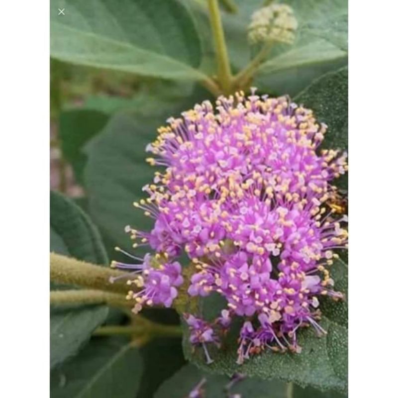 Jual Bibit Bunga Beauty berry / Tanaman American Beauty Berry ...