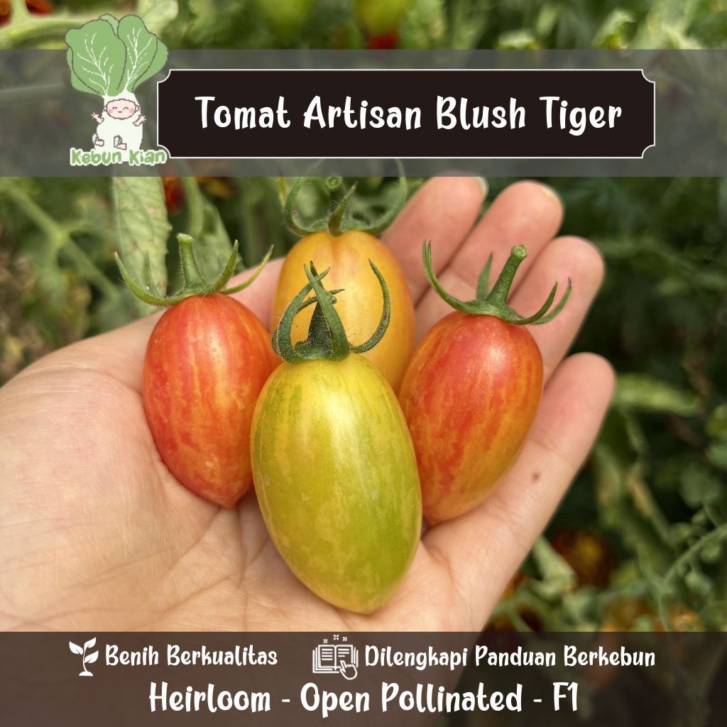 Jual 5 Biji - Benih Tomat Artisan Blush Tiger. Tipe Indeterminate. Open ...