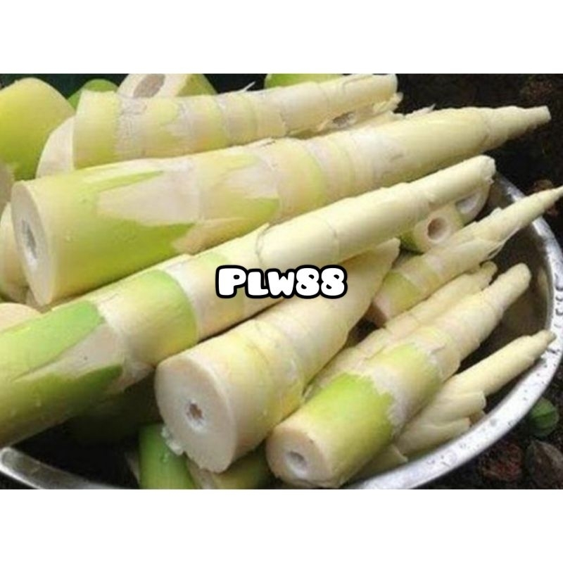 Jual Rebung sayur segar rebung bambu segar 1 kg kupas bersih | Shopee ...