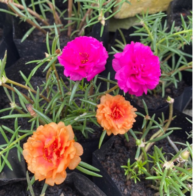 Jual Tanaman Bunga Pukul Sembilan/ Moss Rose (Portulaca) | Shopee Indonesia