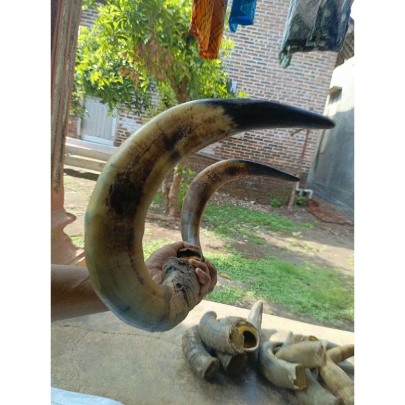 Jual tanduk sapi pasangan | Shopee Indonesia
