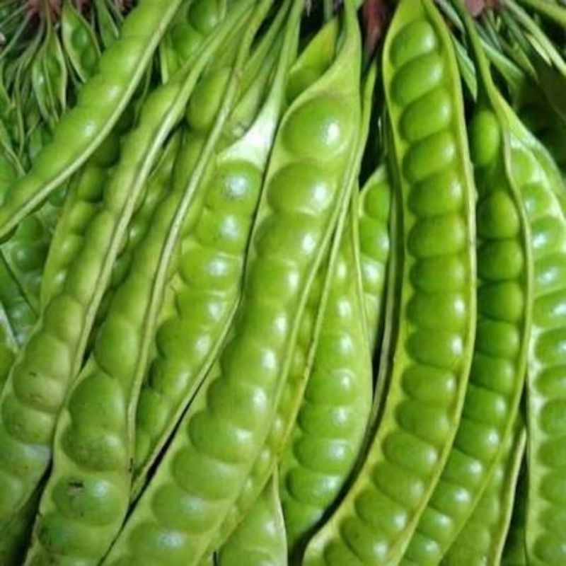 Jual Pete 1 Buah / Petai | Shopee Indonesia