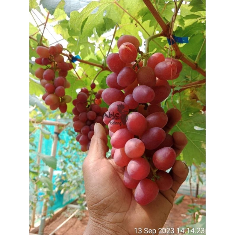Jual Bibit Anggur Jenis Pestrij | Shopee Indonesia