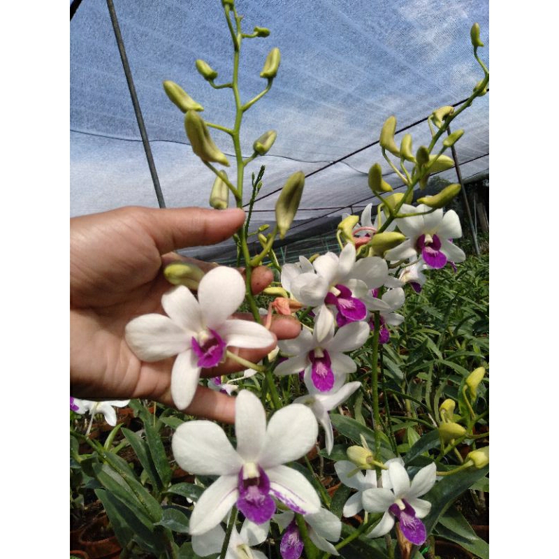 Jual anggrek charming mekar knop+pot angrek putih kinclong lidah ungu ...