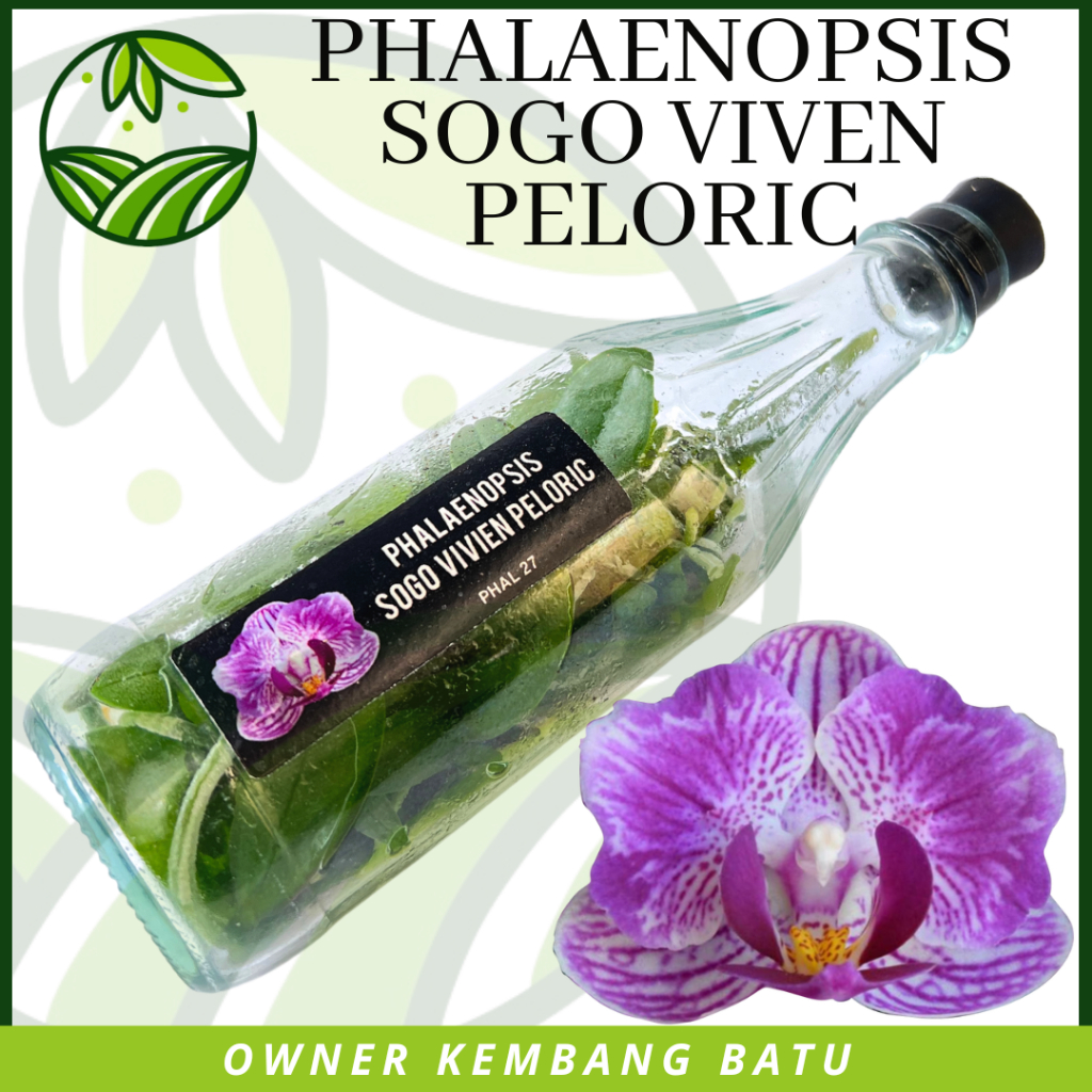 Jual Bibit Anggrek Dalam Botol Sundul Phalaenopsis Sogo Viven Peloric ...