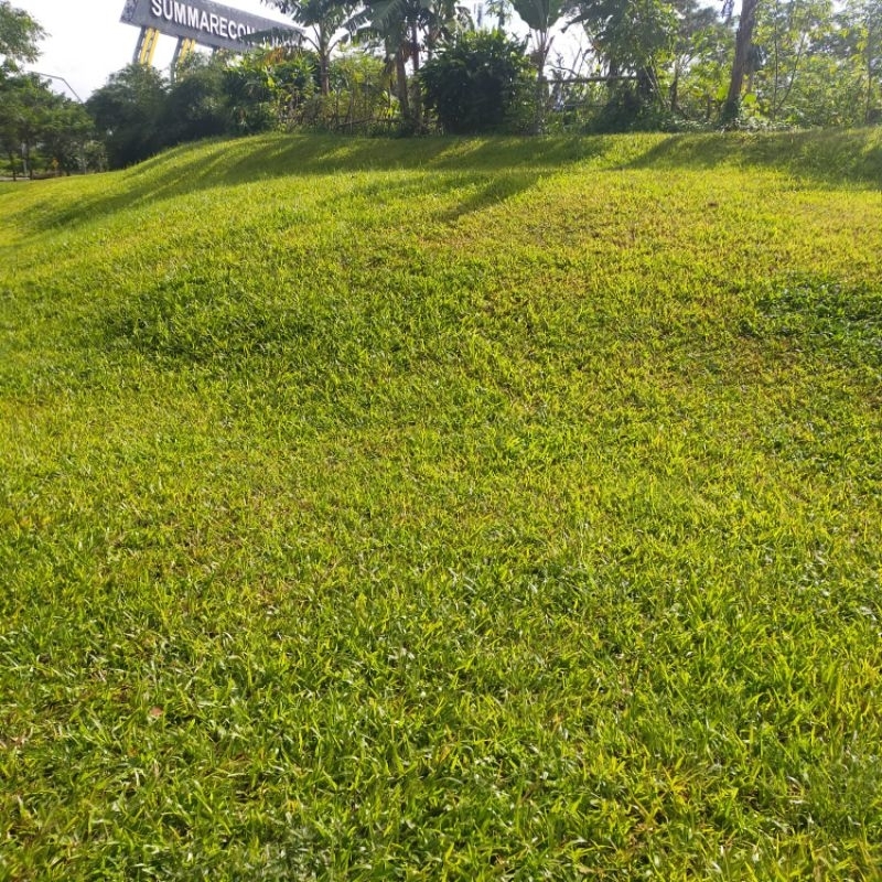 Jual Benih Rumput Bermuda Grass/Rumput Scotts/Biji Rumput 10 gr ...