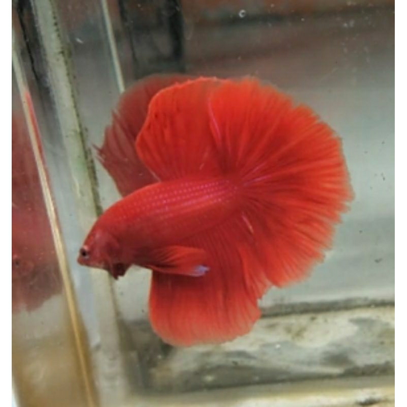 Jual halfmoon super red | Shopee Indonesia