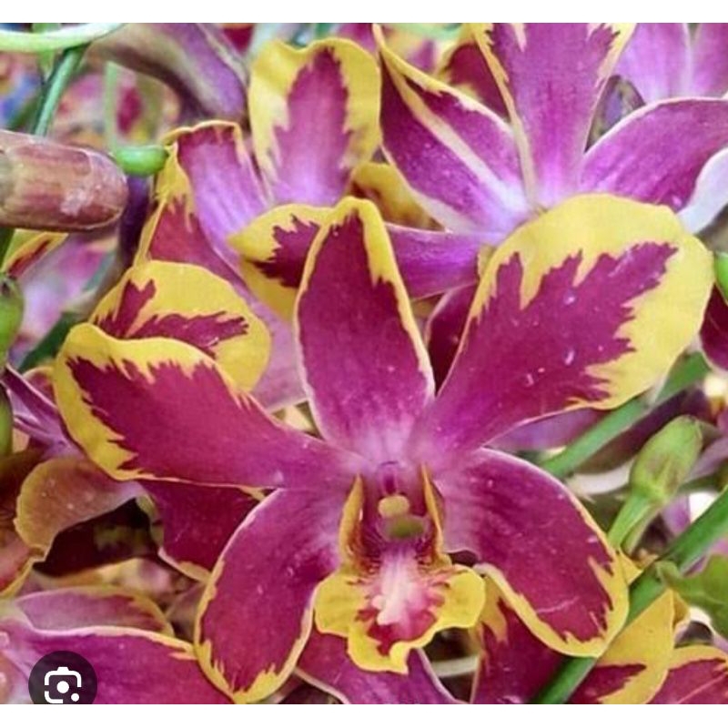 Jual Live Ang Peng Boon Black Pearl dan Bangkok Splash | Shopee Indonesia