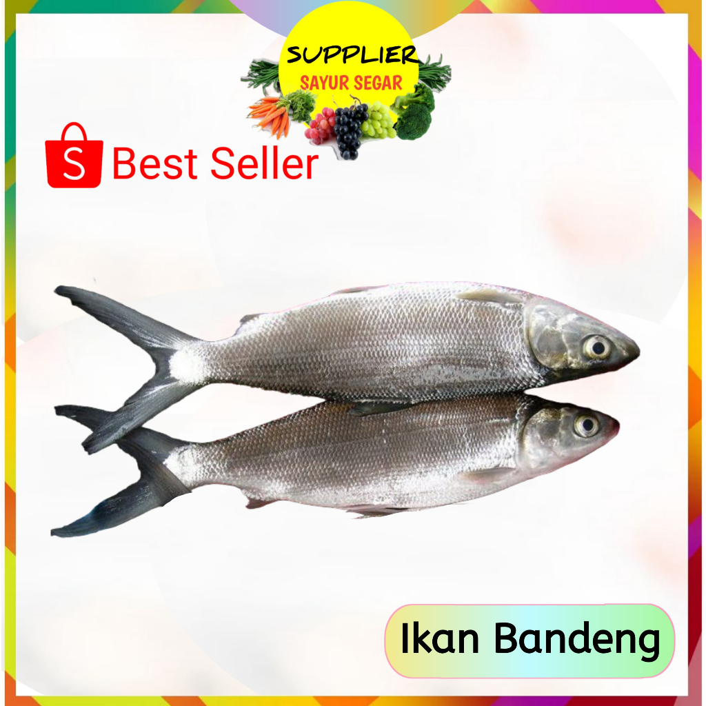 Jual Ikan Bandeng Fresh - Supplier Sayur Sayuran Segar Palembang ...