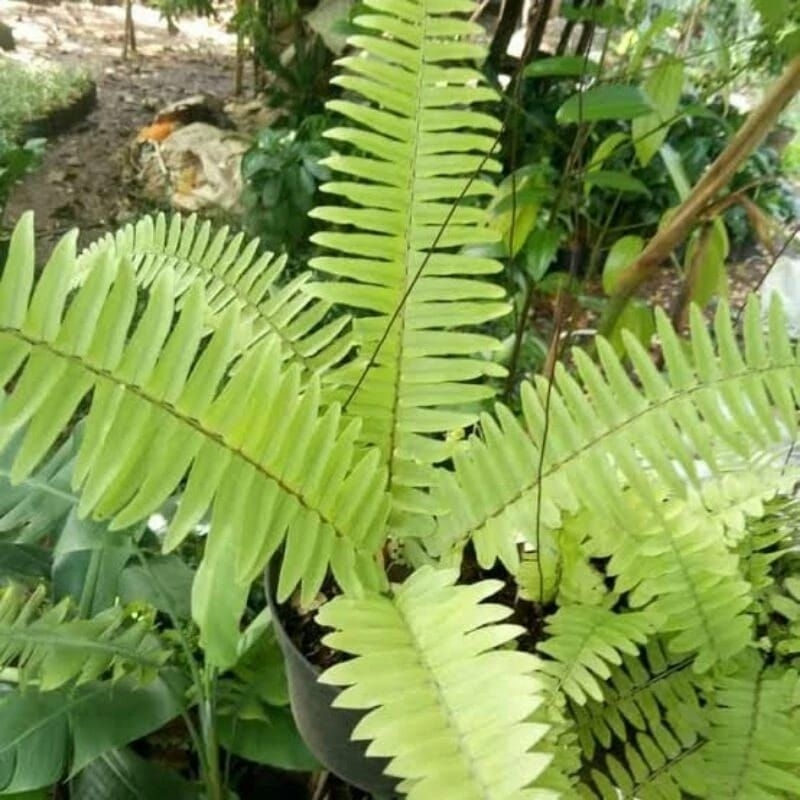 Jual Pakis hutan atau pakis kelabang hiasan taman | Shopee Indonesia