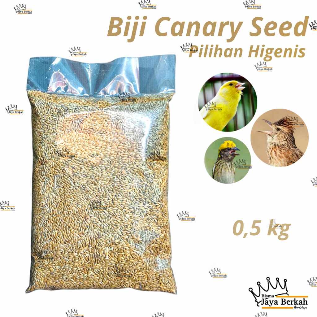 Jual BIJI CANARI SEED PILIHAN HIGENIS 500 gram | Shopee Indonesia
