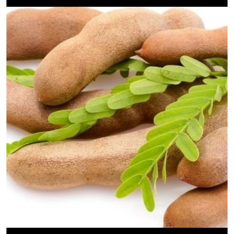 Jual Asem Jawa Fresh | Shopee Indonesia