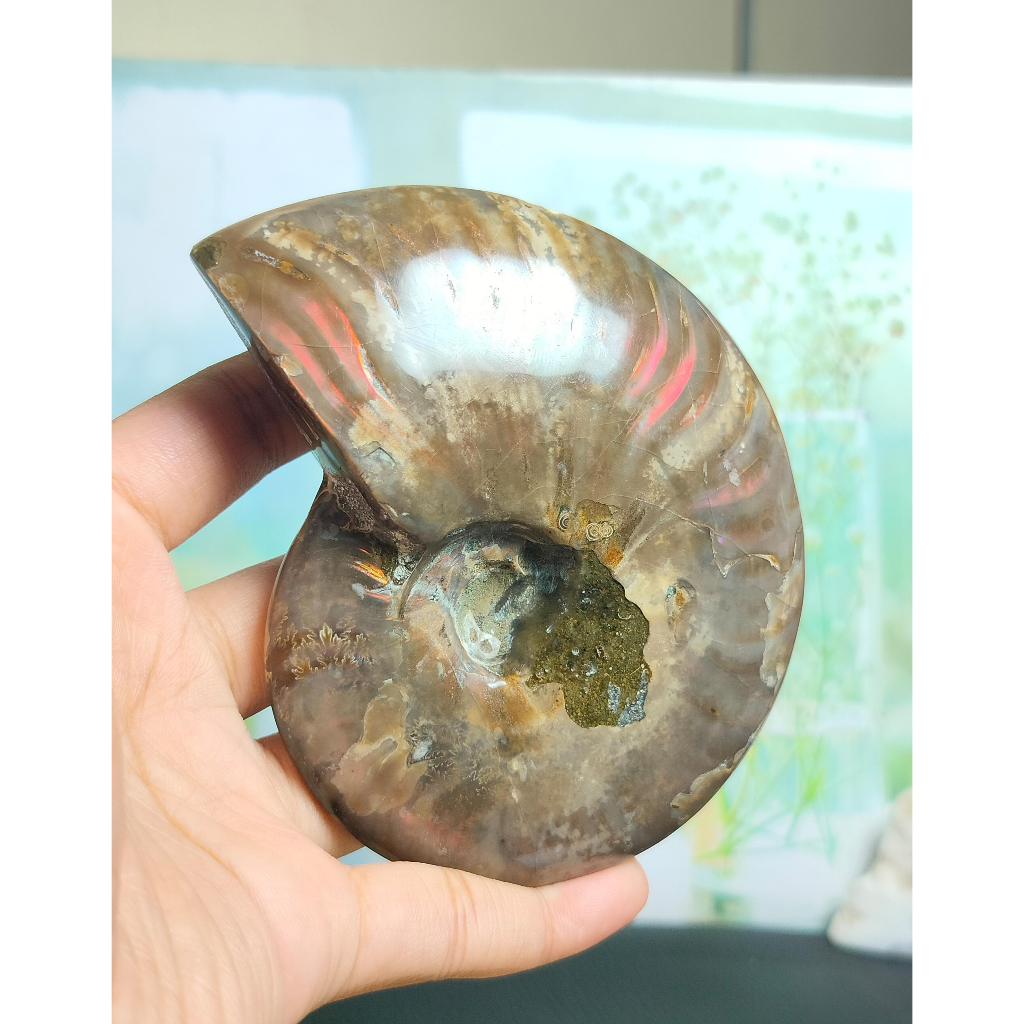 Jual Batu Natural Fossil Keong Rainbow Top Grade (14) | Shopee Indonesia