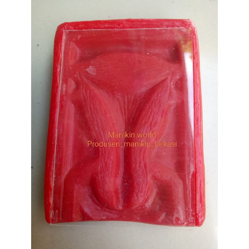 Jual UTERUS MODEL KOTAK / MANIKIN UTERUS / MEDIA SIMULASI PEMASANGAN ...