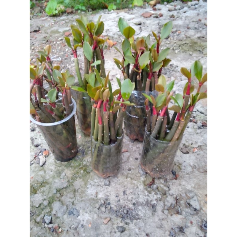 Jual PAKET TANAMAN BAKAU MERAH SUDAH BERAKAR DAN BERDAHUN | Shopee ...