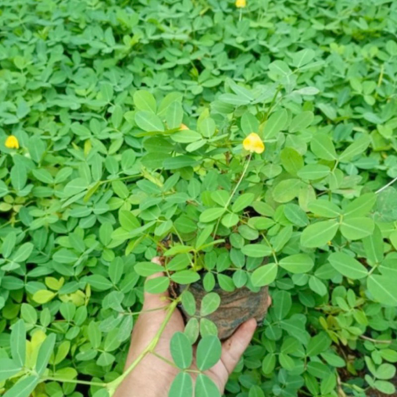 Jual tanaman kacang kacangan bunga kuning rimbun segar | Shopee Indonesia