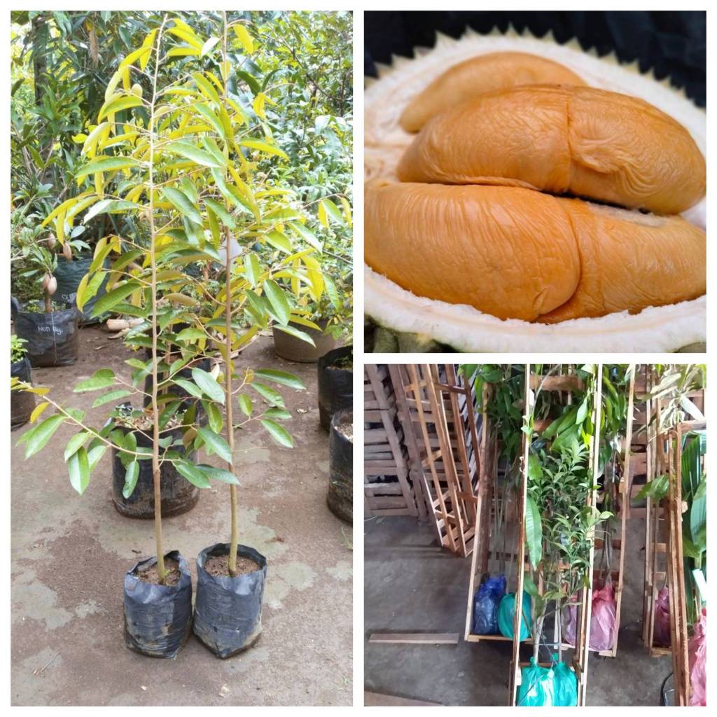 Jual Bibit Durian Duri Hitam Premium Cepat Berbuah | Shopee Indonesia