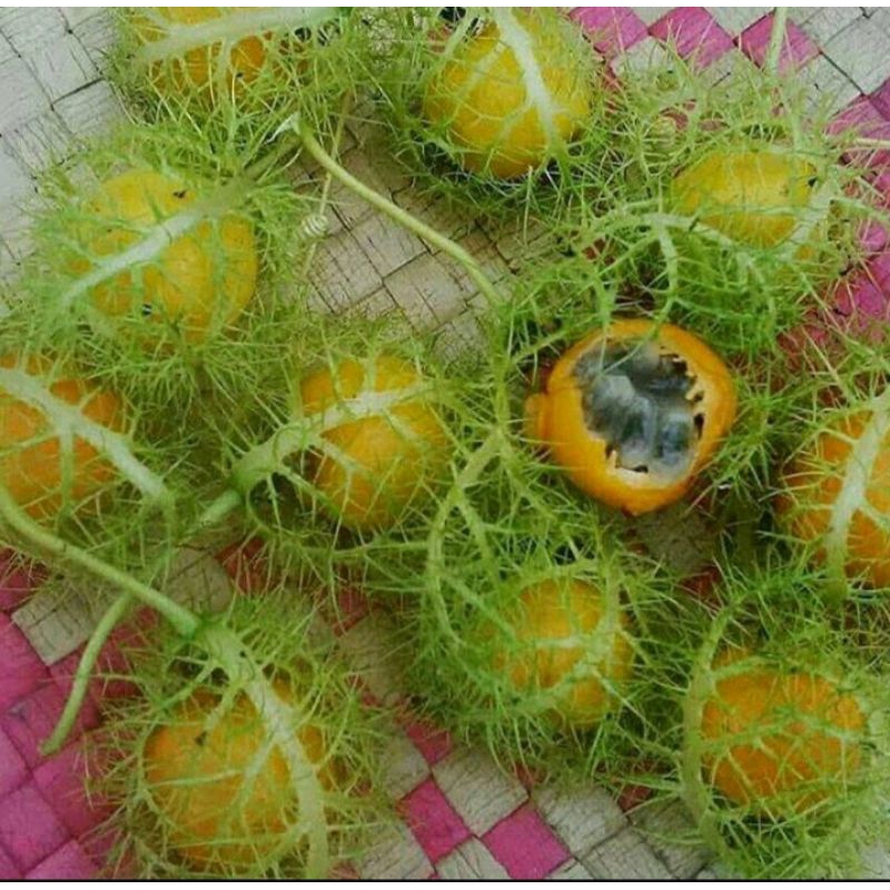Jual benih biji buah rambusa 15 pcs | Shopee Indonesia