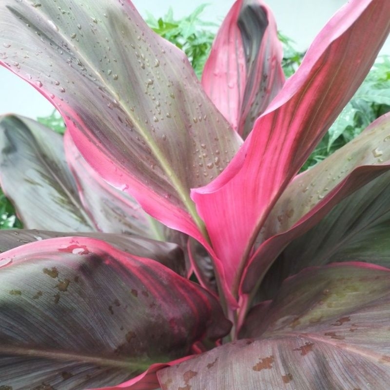 Jual Daun Andong Merah Atau Daun Hanjuang 10 Lembar | Shopee Indonesia