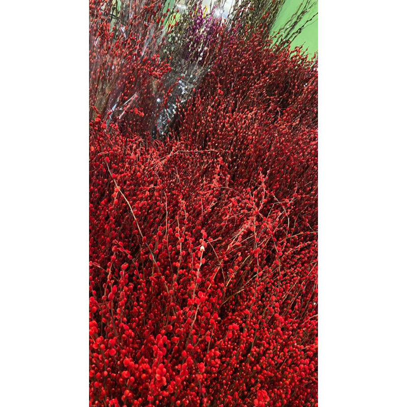 Jual Pussy Willow IMLEK / Pussywillow fresh / bunga imlek / CHINESE NEW ...