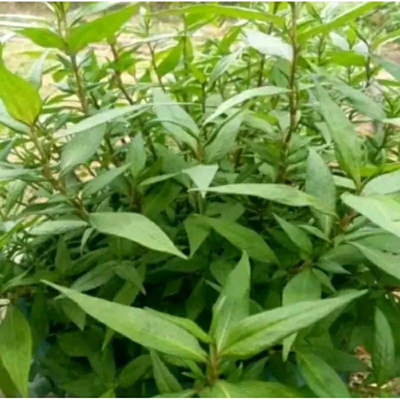 Jual daun kesum/daun laksa leaf segar organik 250gram | Shopee Indonesia