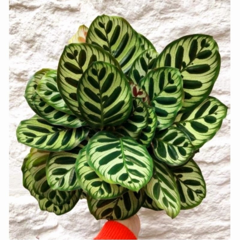 Jual COD - Tanaman hias Calathea Prince Jessy Mutasi super bibit import ...