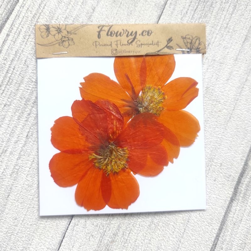 Jual 1 PACK pressed flower PART 1 bunga kering asli bahan diy craft ...