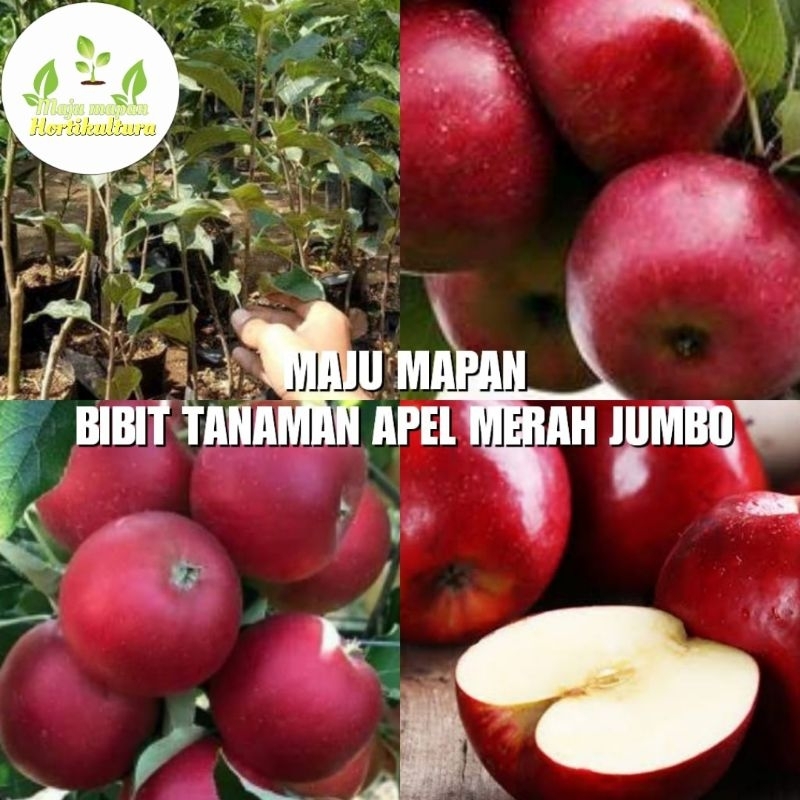Jual BIBIT APEL MERAH JUMBO (APEL ANNA) | Shopee Indonesia