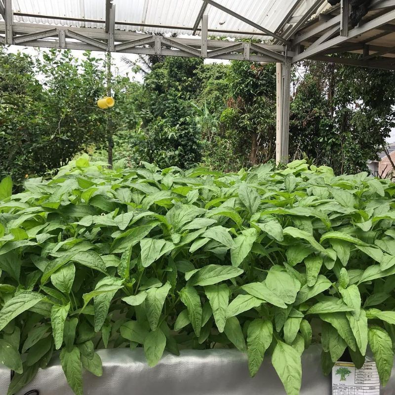 Jual Bibit Benih Bayam Keriting Malaysia Daun Runcing (Isi 250 Biji ...