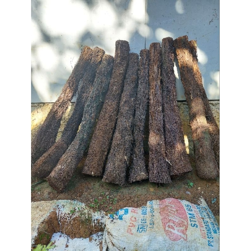 Jual Batang Pohon Pakis Jumbo Media Tanam Anggrek Full Akar 1-2 Meter ...