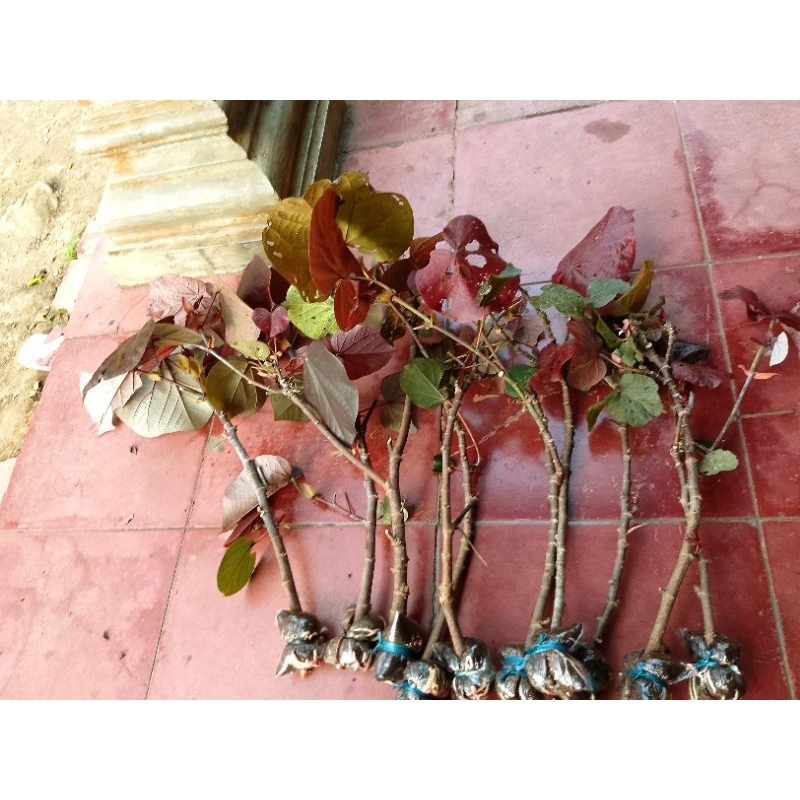 Jual waru merah cangkok bibit bonsai | Shopee Indonesia