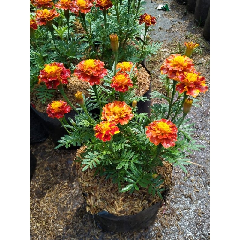 Jual BUNGA SUYOK WARNA OREN | Shopee Indonesia
