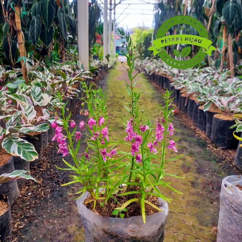 Jual Tanaman hias angelonia angustifolia Serena bunga pink | jenis ...